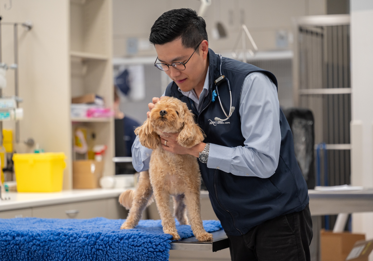 Emergency Vets & Animal Hospitals in Sydney - Open 24Hrs